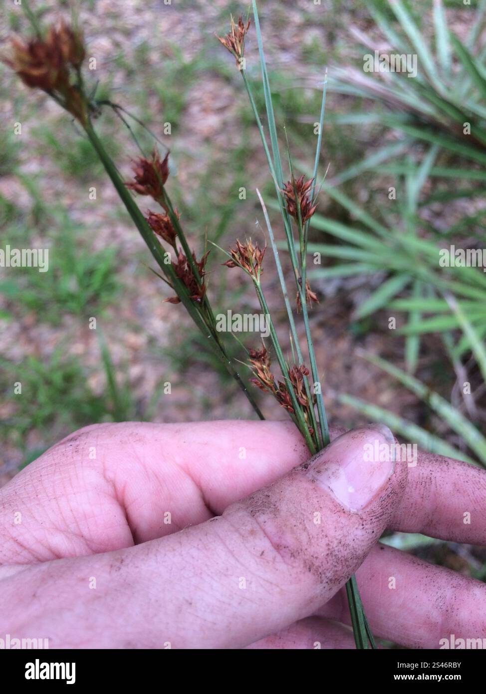 fascicled beaksedge (Rhynchospora fascicularis Stock Photo - Alamy
