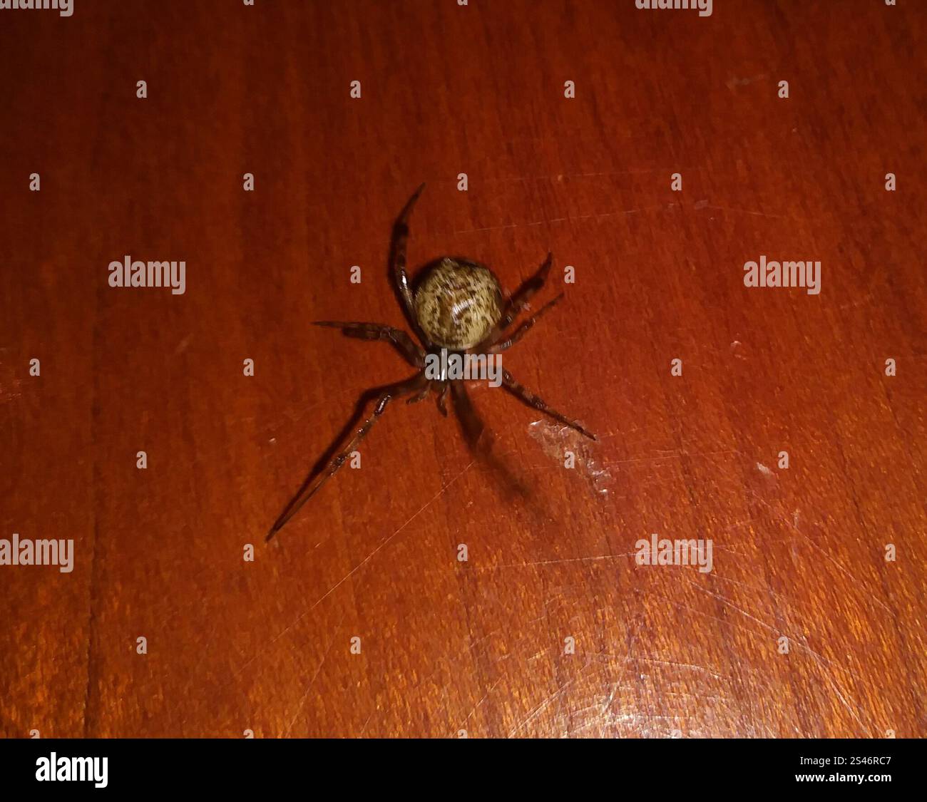Common House Spider (Parasteatoda tepidariorum Stock Photo - Alamy