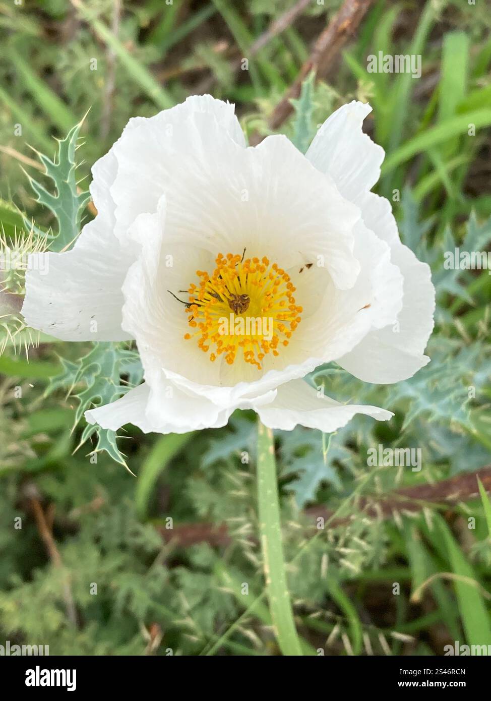 southwestern prickly poppy (Argemone pleiacantha Stock Photo - Alamy