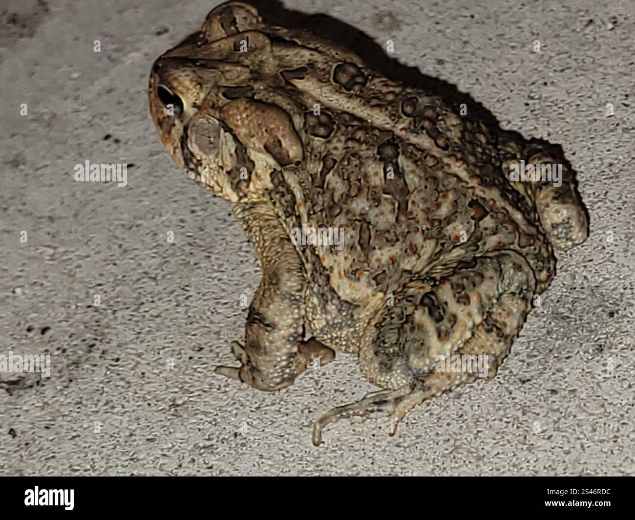 Southern Toad (Anaxyrus terrestris Stock Photo - Alamy