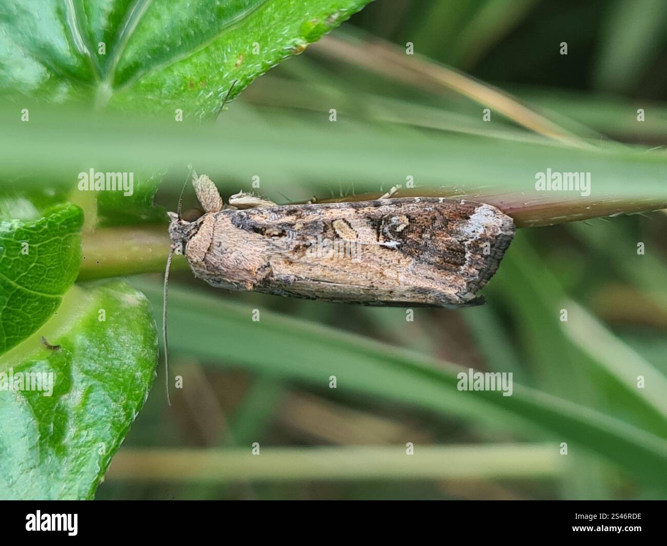 Armyworm Moths (Spodoptera Stock Photo - Alamy