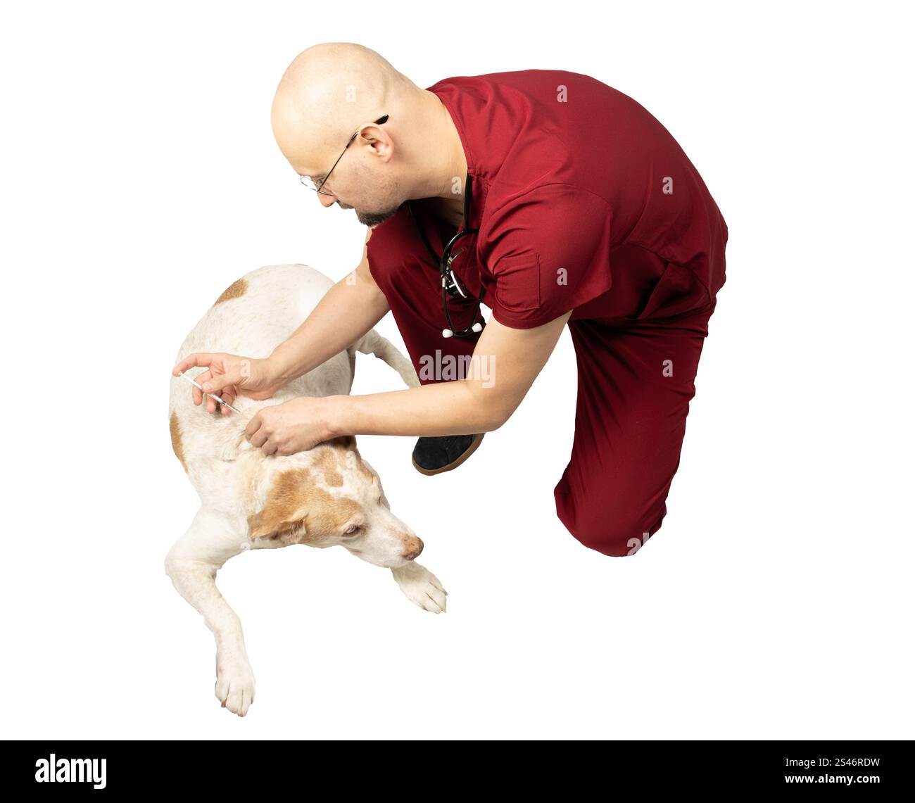 Syringe injection medicine dog Cut Out Stock Images & Pictures - Alamy