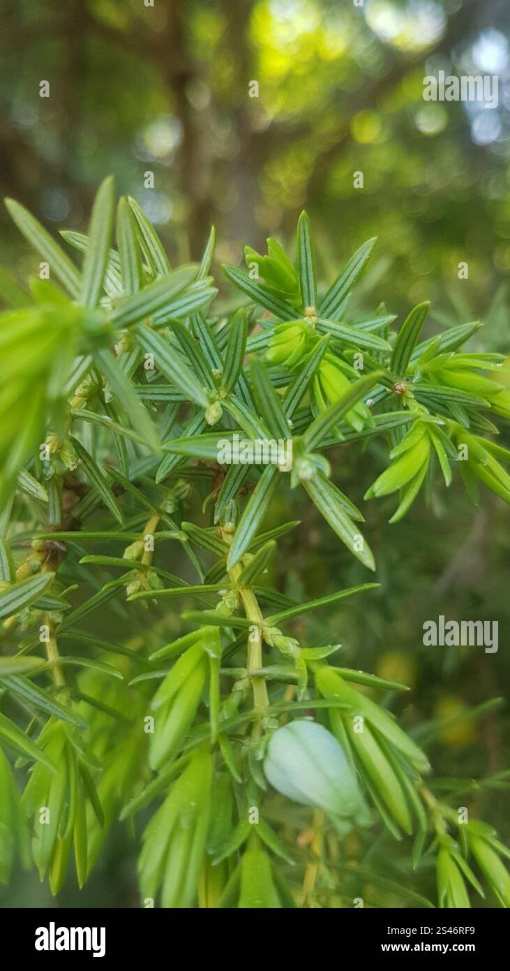 western prickly juniper (Juniperus oxycedrus Stock Photo - Alamy