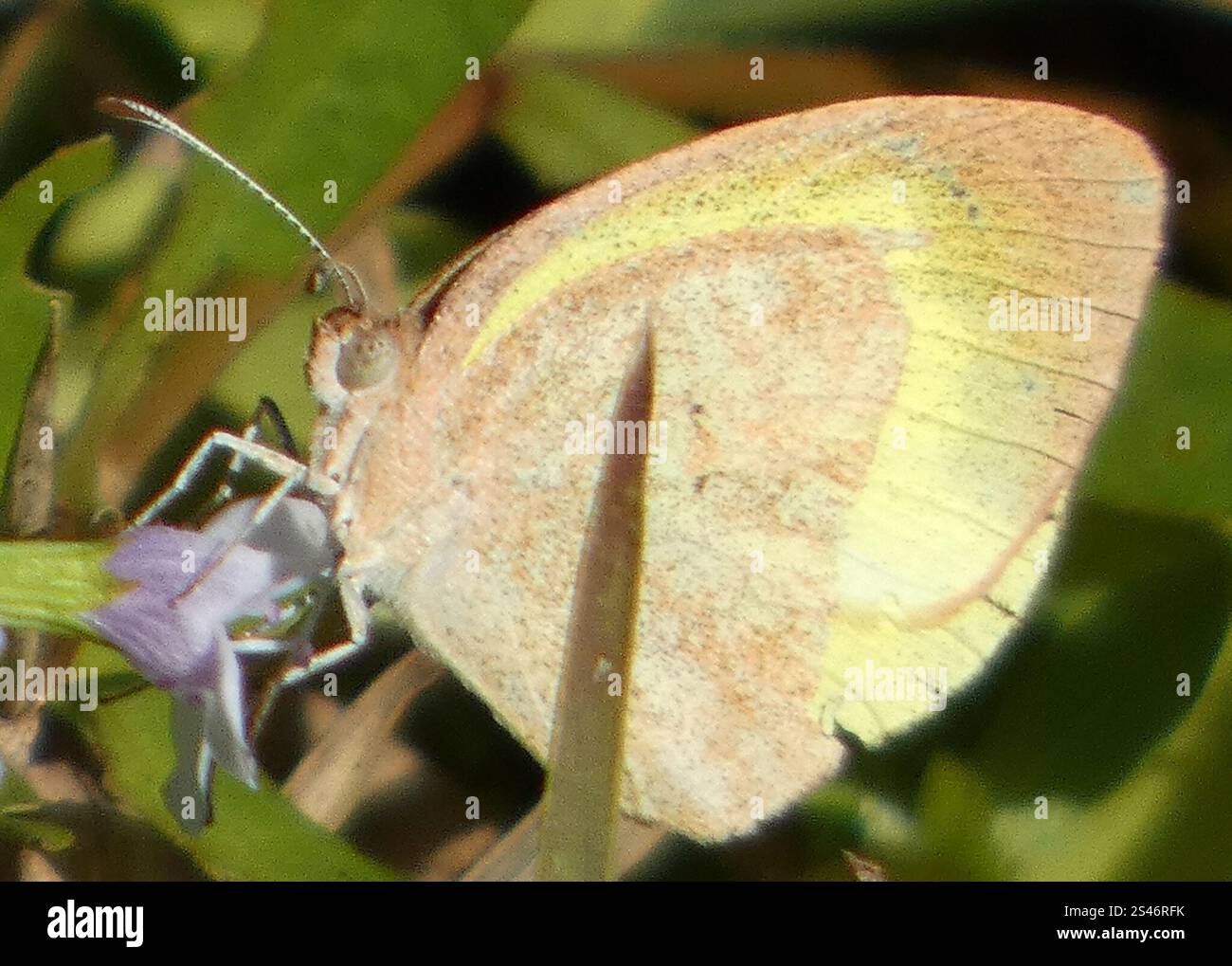 Barred Yellow (Eurema daira Stock Photo - Alamy