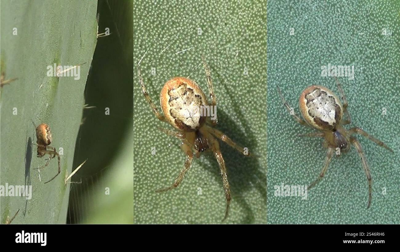 Silver-sided Sector Spider (Zygiella x-notata Stock Photo - Alamy