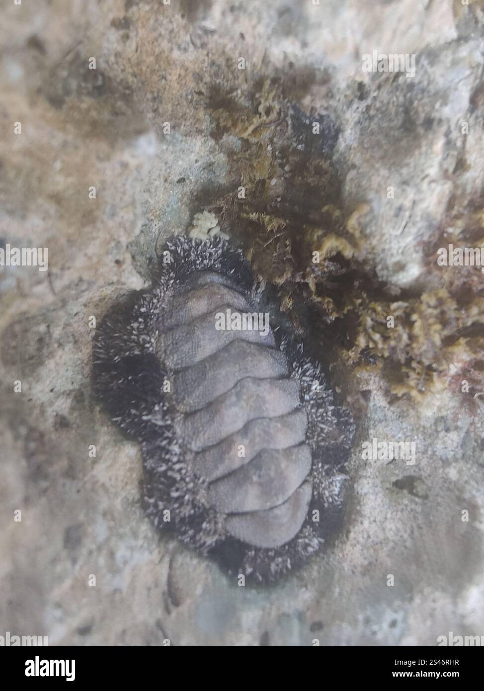 West Indian Fuzzy Chiton (Acanthopleura granulata Stock Photo - Alamy
