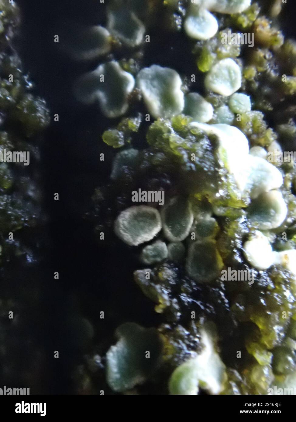 Elf Ears lichen (Normandina pulchella Stock Photo - Alamy