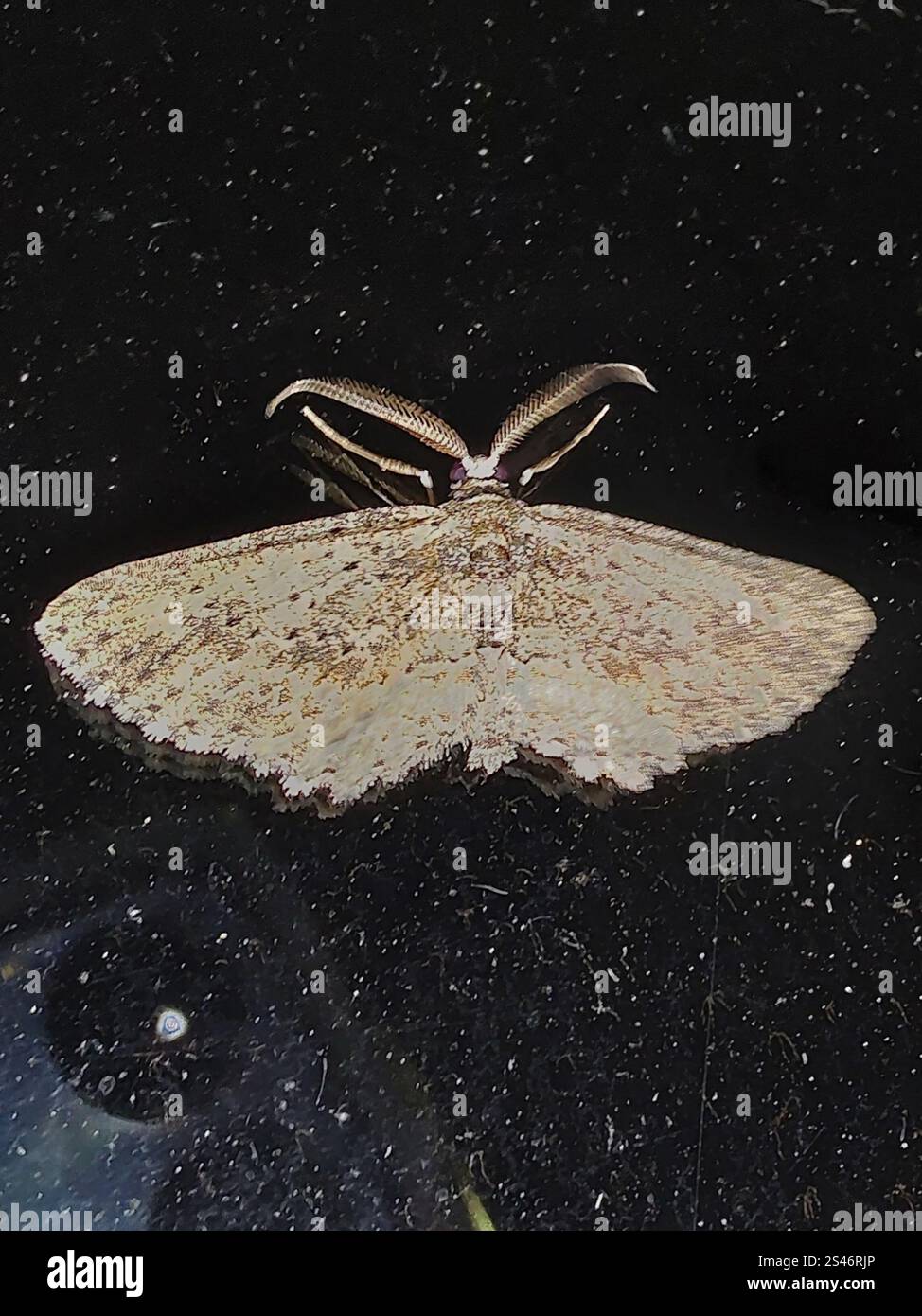 Geometer Moths (Geometridae Stock Photo - Alamy