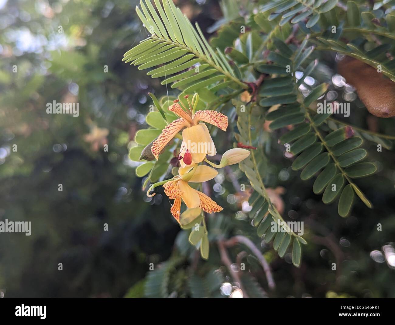 Tamarind (Tamarindus indica Stock Photo - Alamy