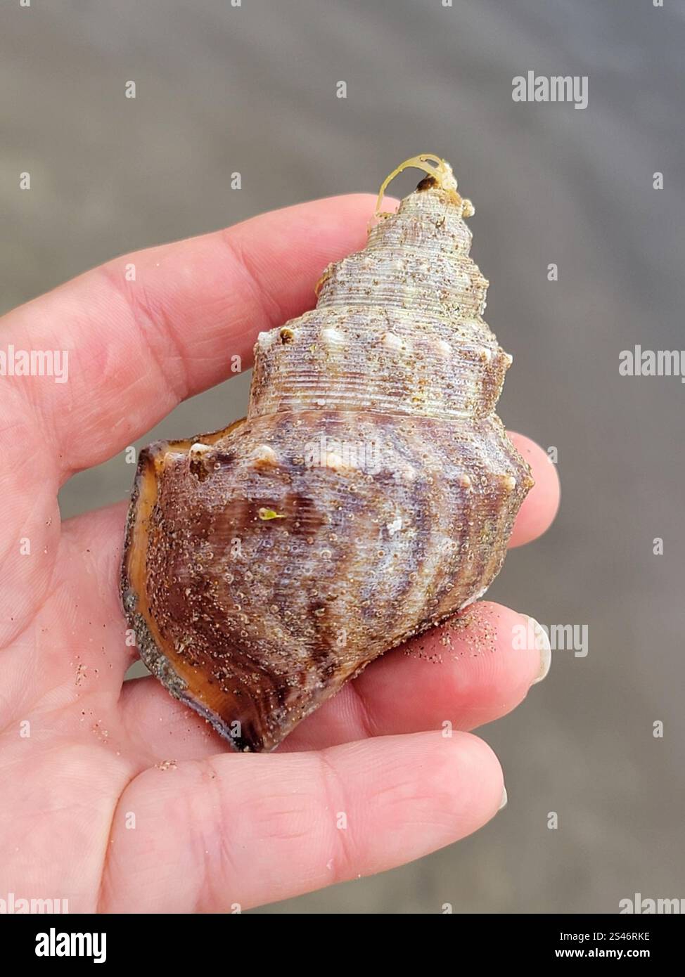 Ostrich Foot Snail (Struthiolaria papulosa Stock Photo - Alamy