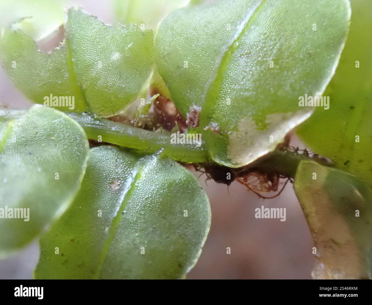 Long-beaked Thyme-moss (Plagiomnium rostratum Stock Photo - Alamy