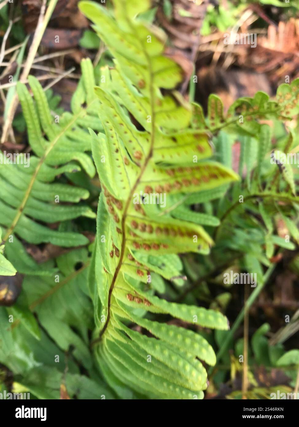 polypody ferns (Polypodium Stock Photo - Alamy