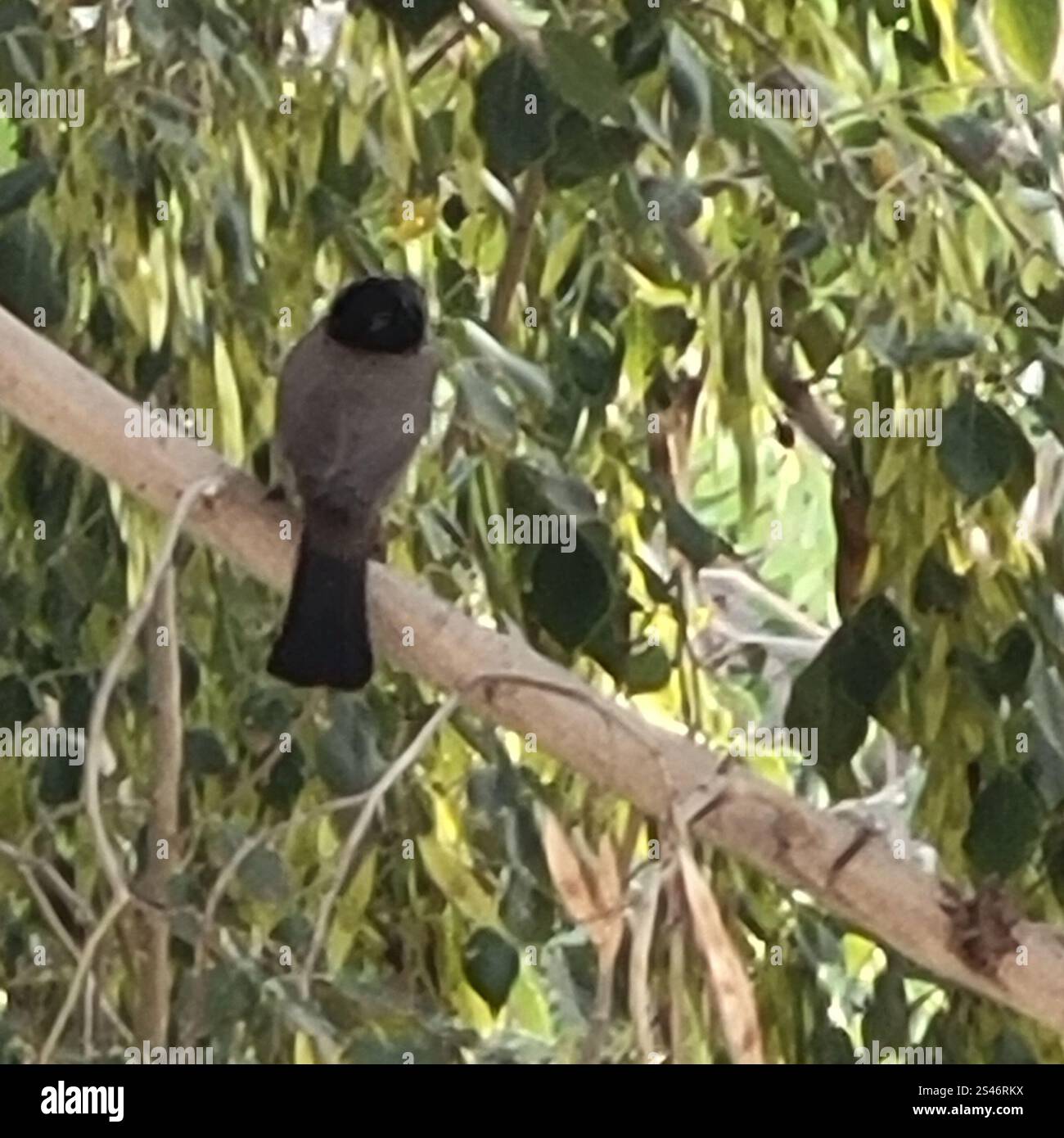 White-spectacled Bulbul (Pycnonotus xanthopygos Stock Photo - Alamy