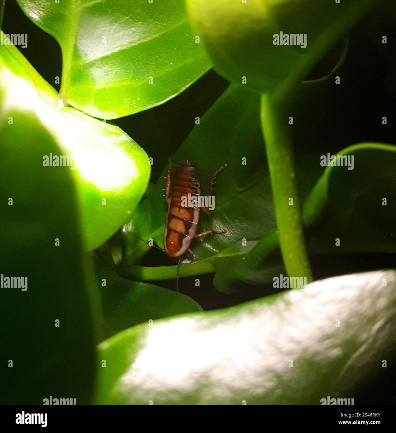 Cockroaches and Termites (Blattodea Stock Photo - Alamy