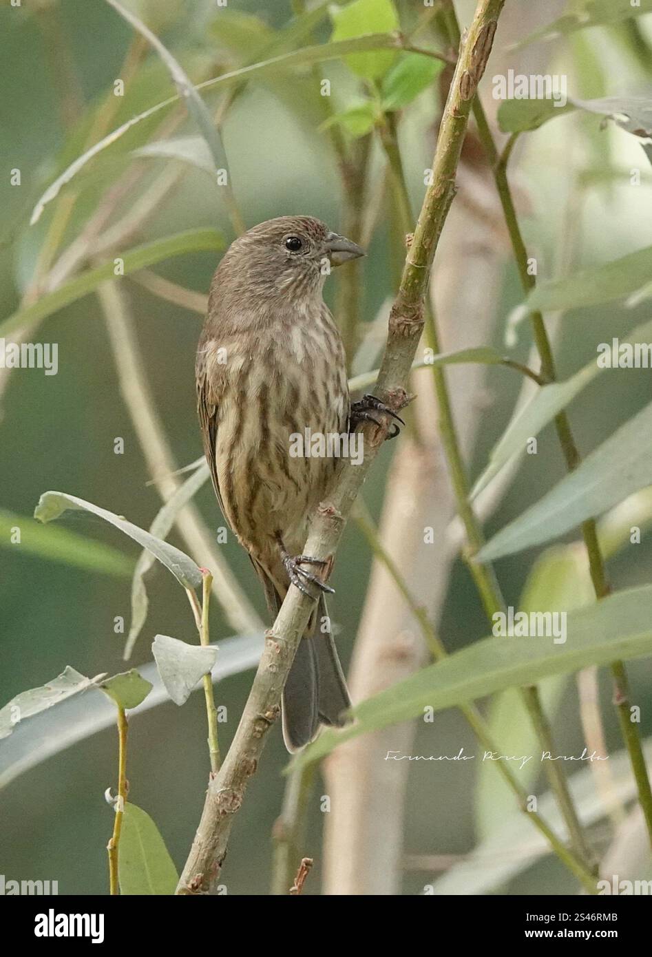 House Finch (Haemorhous mexicanus Stock Photo - Alamy