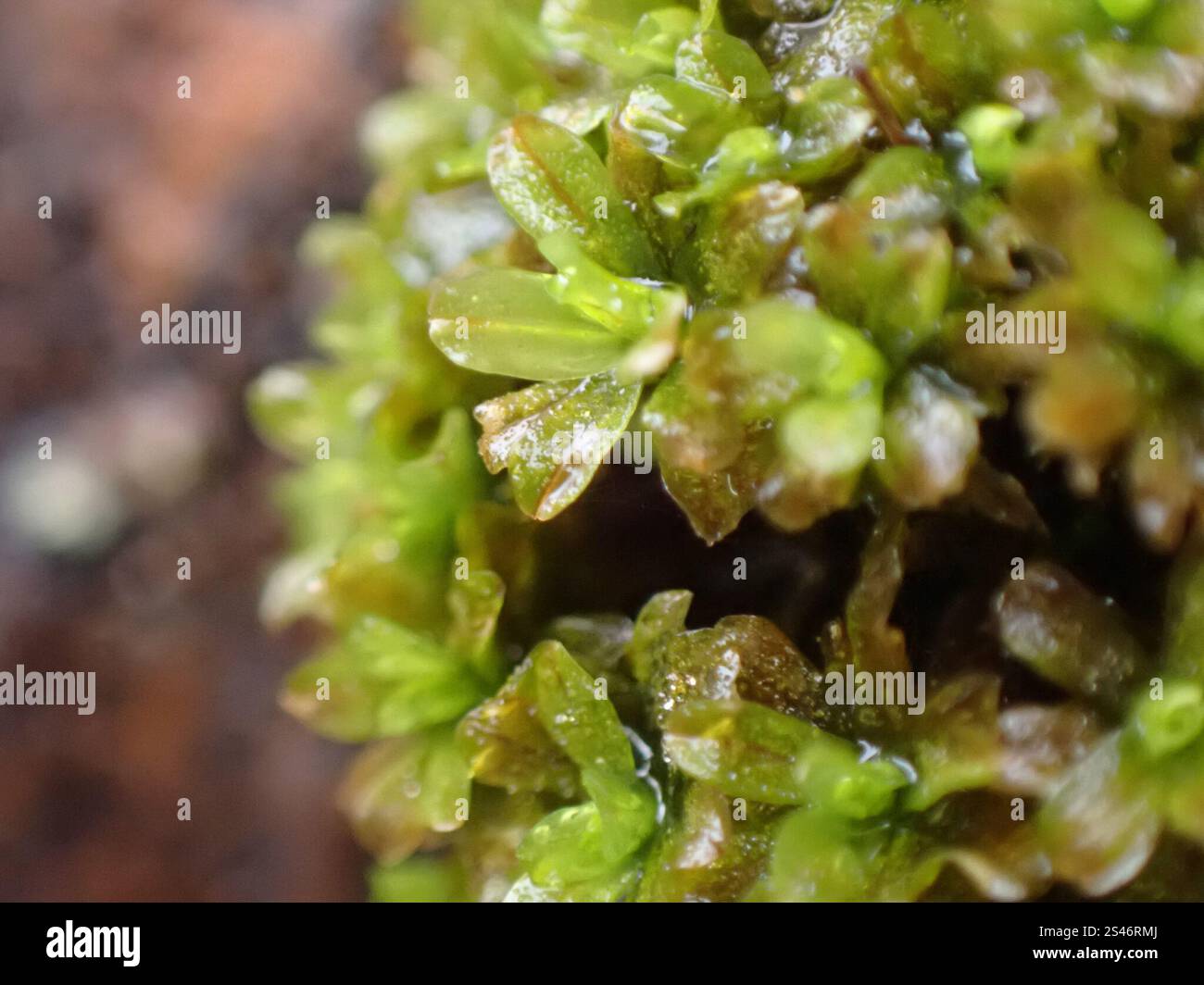 Water Screw-moss (Syntrichia latifolia Stock Photo - Alamy