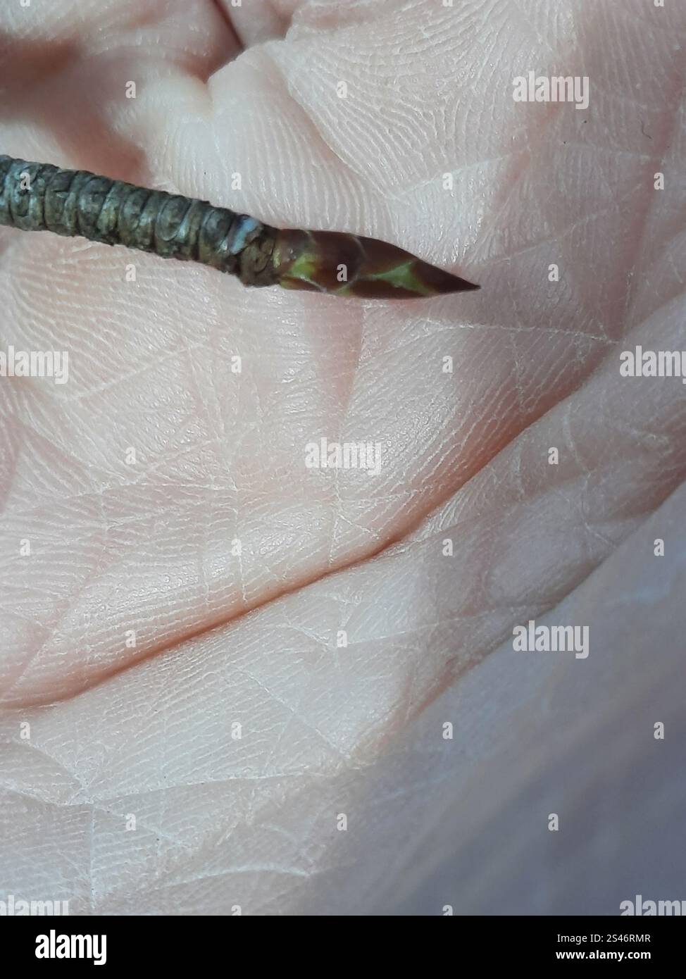 sweet birch (Betula lenta Stock Photo - Alamy