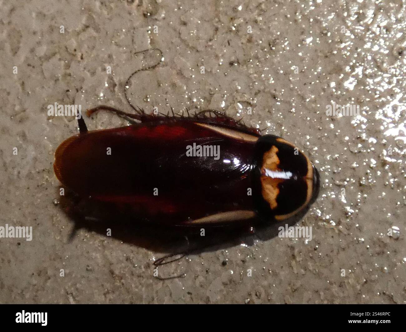 Australian Cockroach (Periplaneta australasiae Stock Photo - Alamy