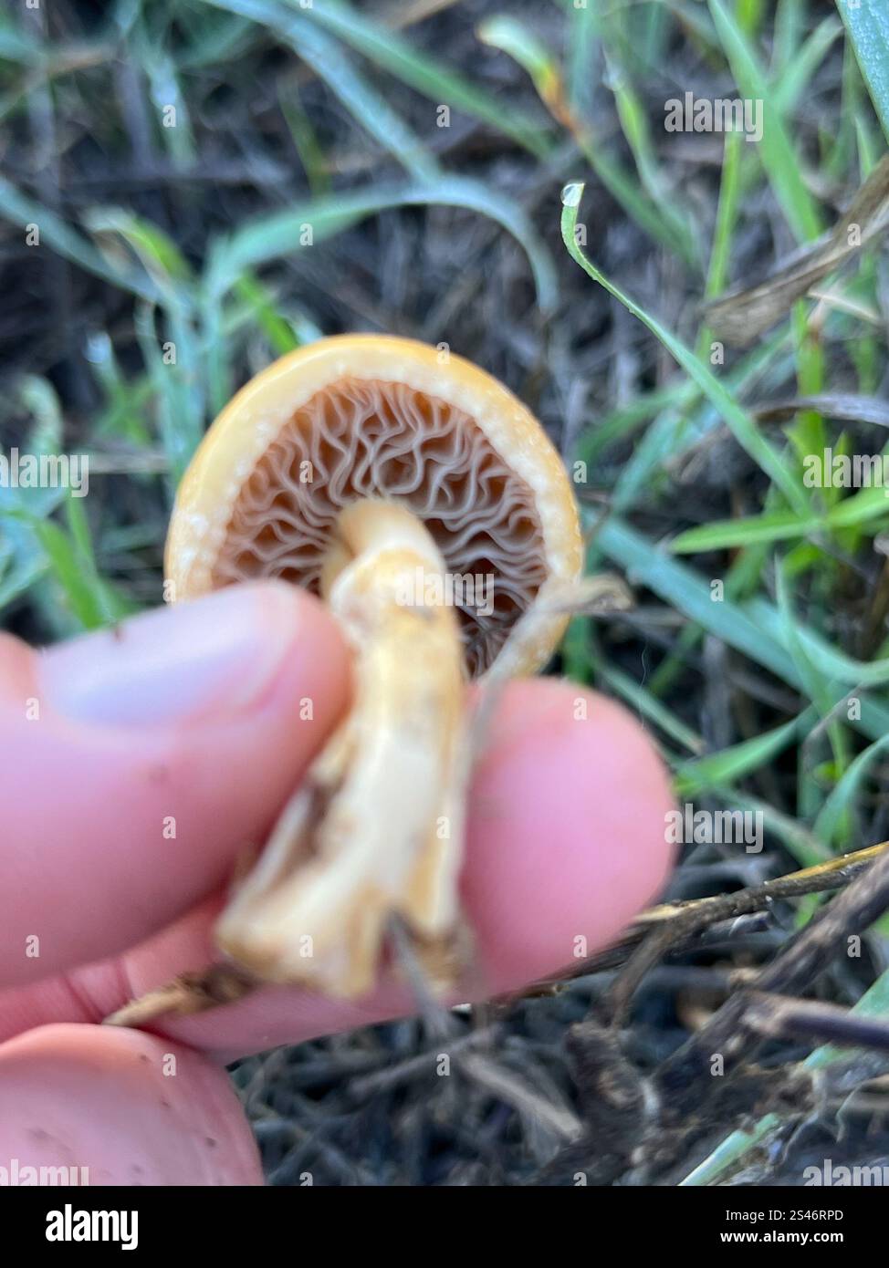 Common Fieldcap (Agrocybe pediades Stock Photo - Alamy