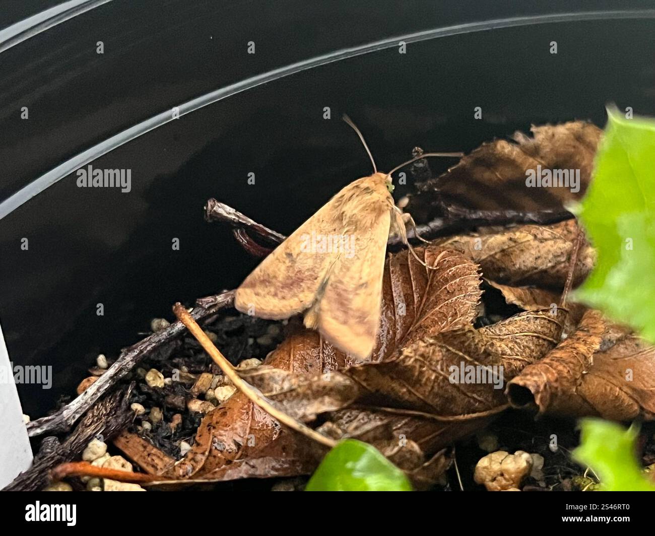 Corn Earworm Moth (Helicoverpa zea Stock Photo - Alamy