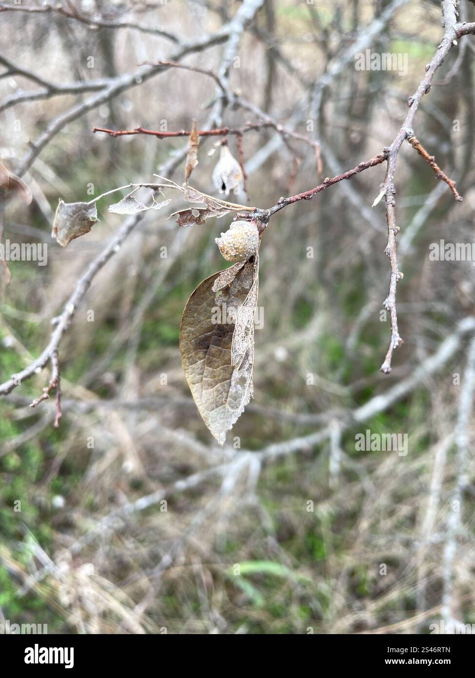 Hackberry Petiole Gall Psyllid (Pachypsylla venusta Stock Photo - Alamy