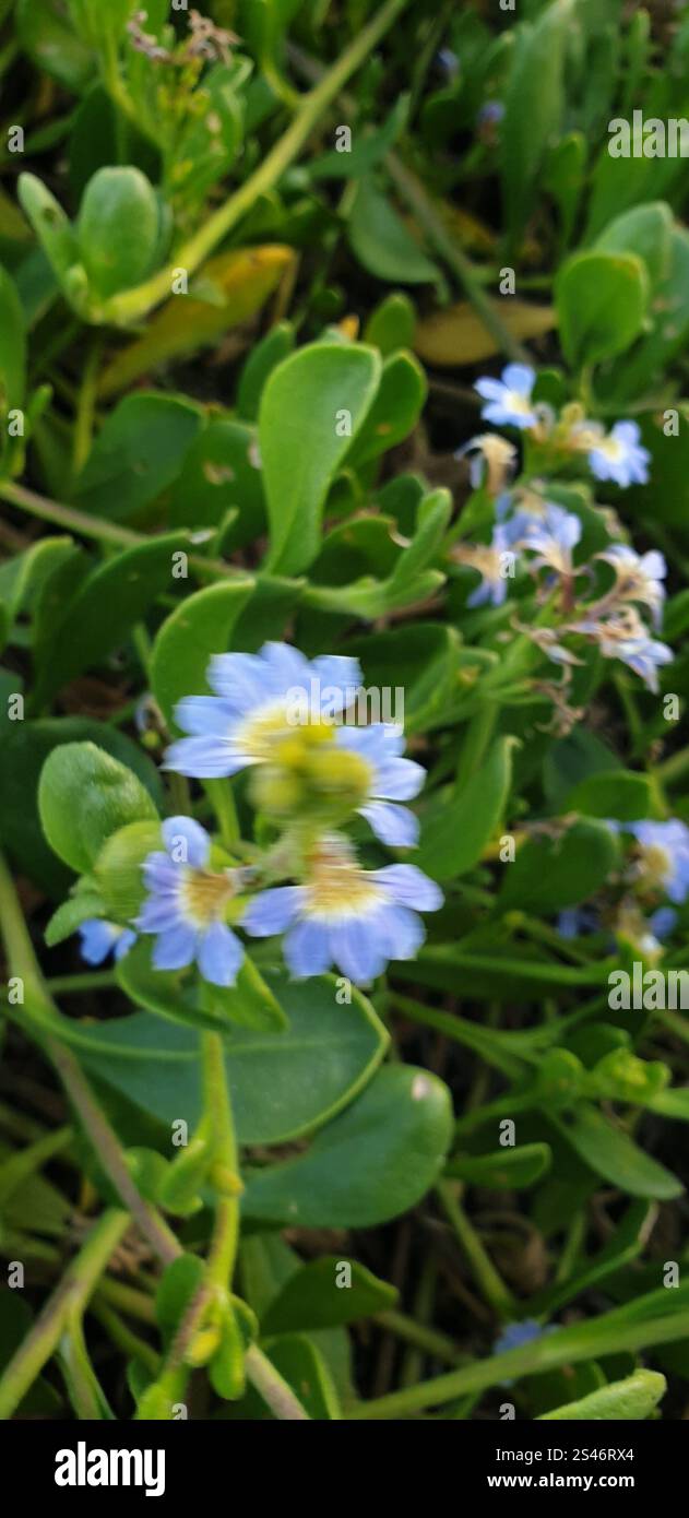 dune fan-flower (Scaevola calendulacea Stock Photo - Alamy