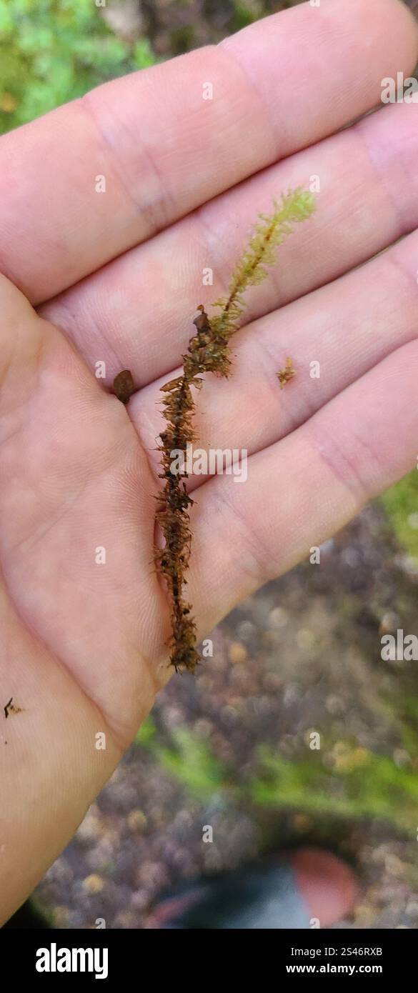 pipe-cleaner moss (Ptychomnion aciculare Stock Photo - Alamy