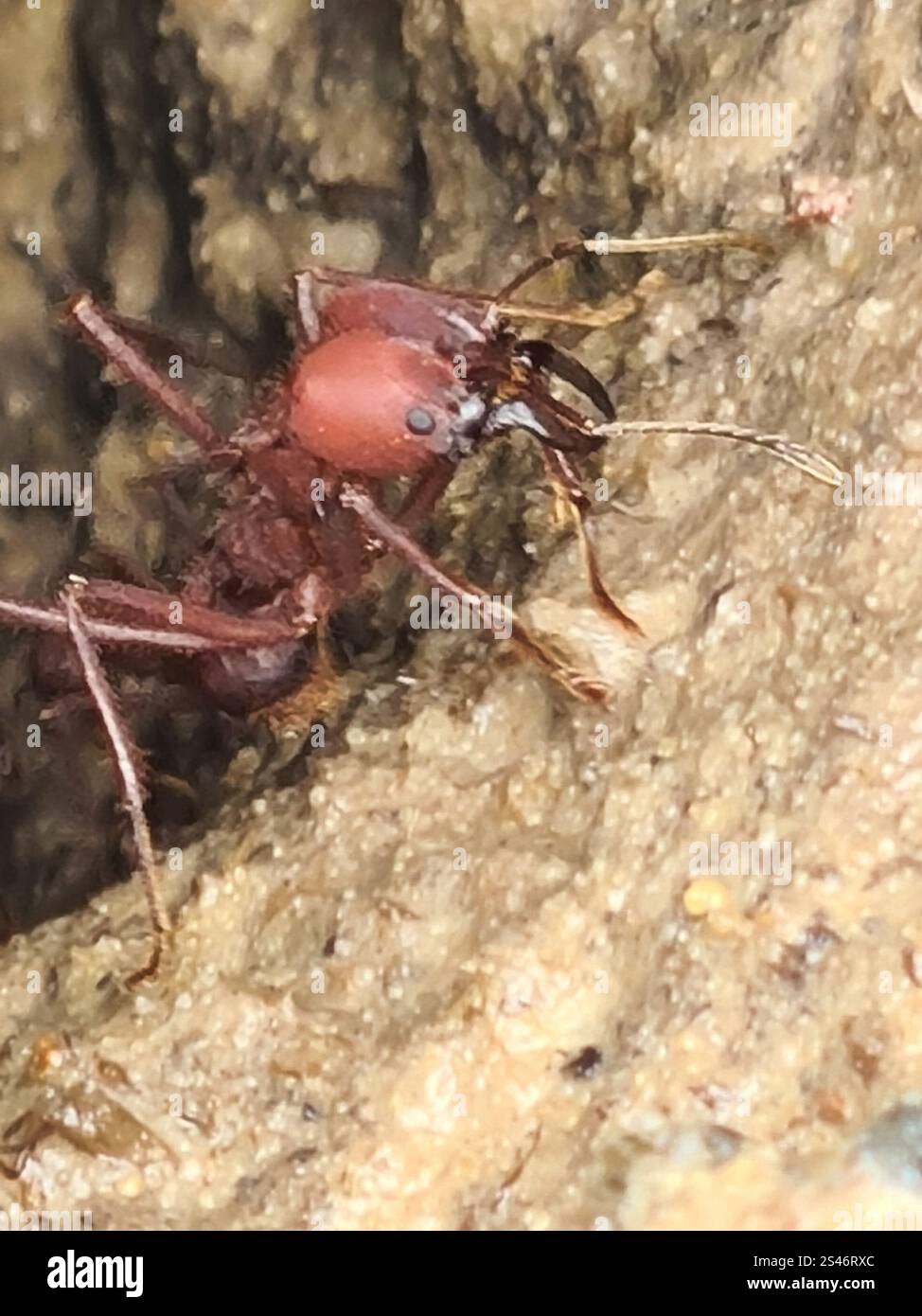Atta Leaf-cutter Ants (Atta Stock Photo - Alamy