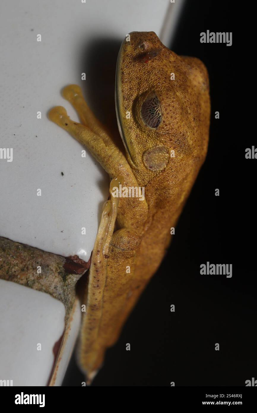 Semi-lined Tree Frog (Boana semilineata Stock Photo - Alamy