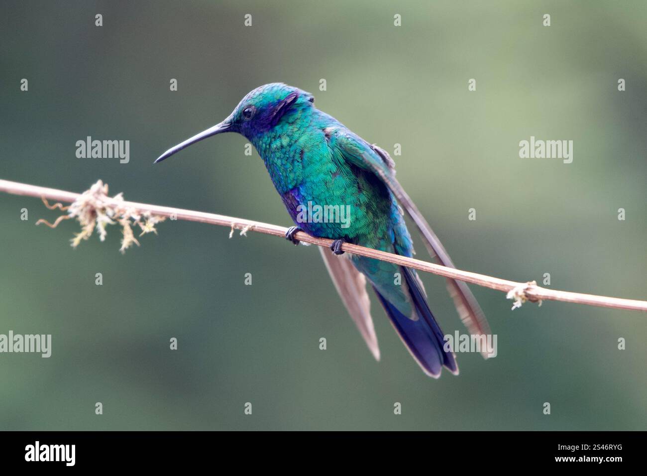 Sparkling Violetear (Colibri coruscans Stock Photo - Alamy