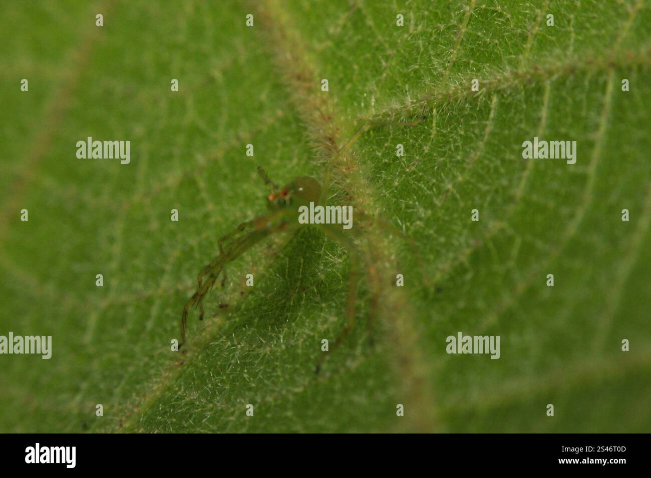Translucent Green Jumping Spiders (Lyssomanes Stock Photo - Alamy