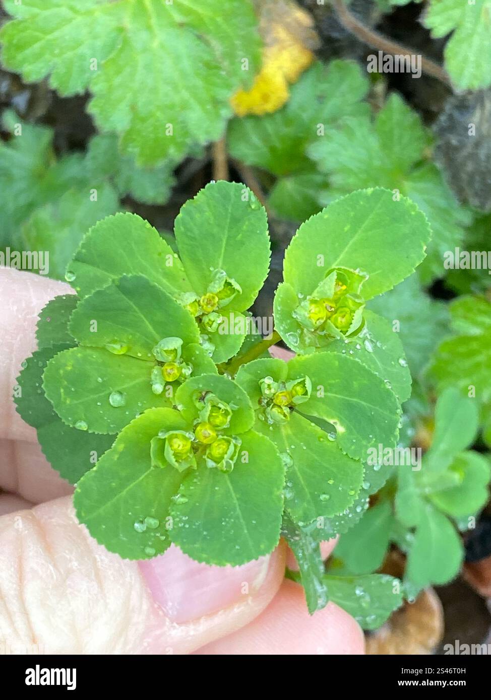 Sun spurge (Euphorbia helioscopia Stock Photo - Alamy