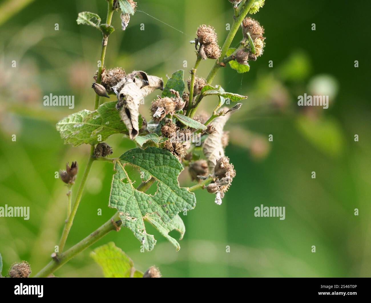 Caesar weed (Urena lobata Stock Photo - Alamy