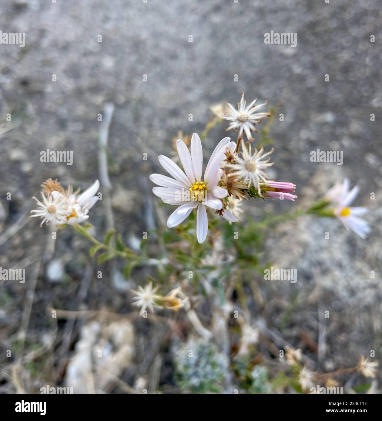 California Aster (Corethrogyne filaginifolia Stock Photo - Alamy