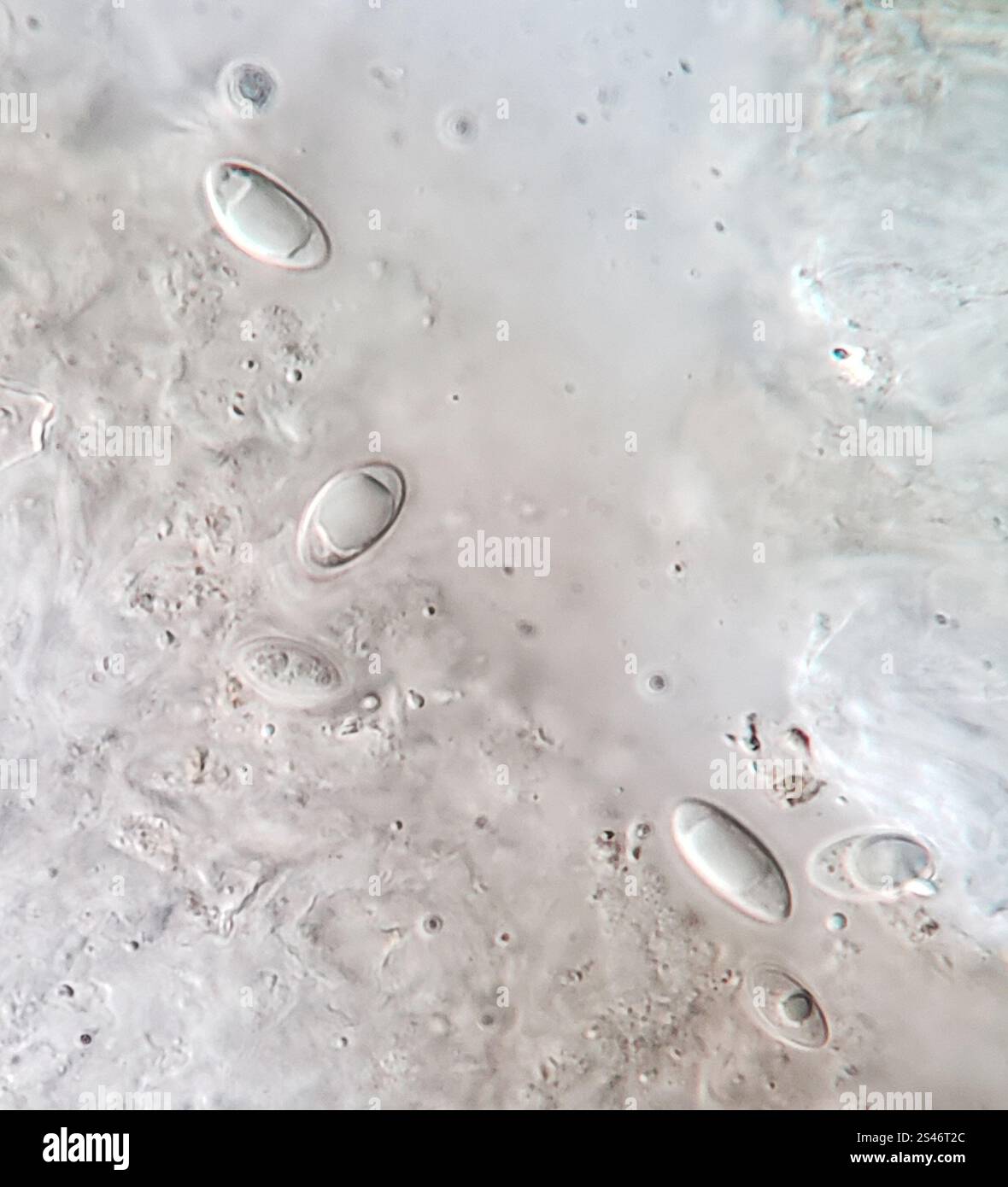 concentric boulder lichen (Porpidia crustulata Stock Photo - Alamy