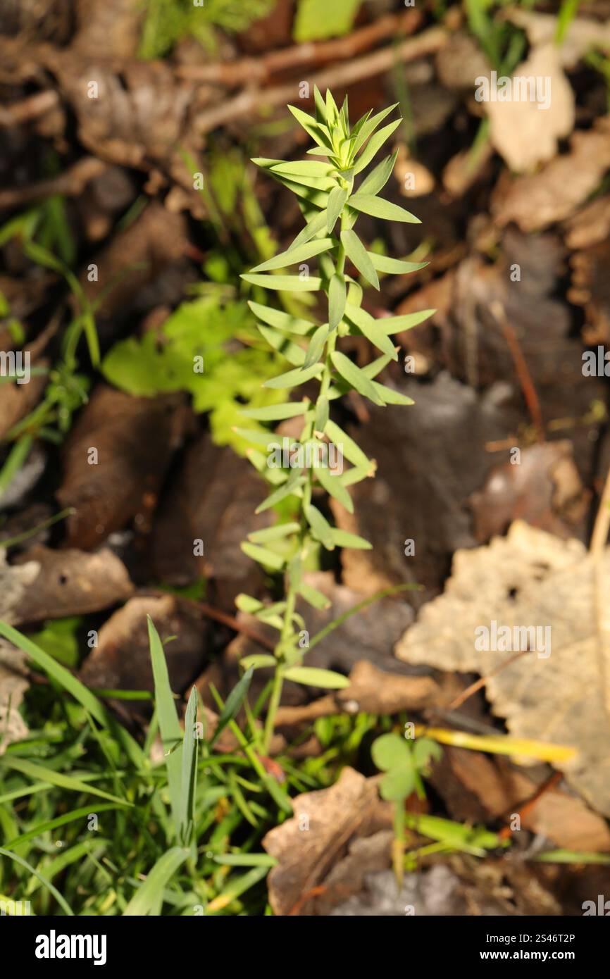 common flax (Linum usitatissimum Stock Photo - Alamy