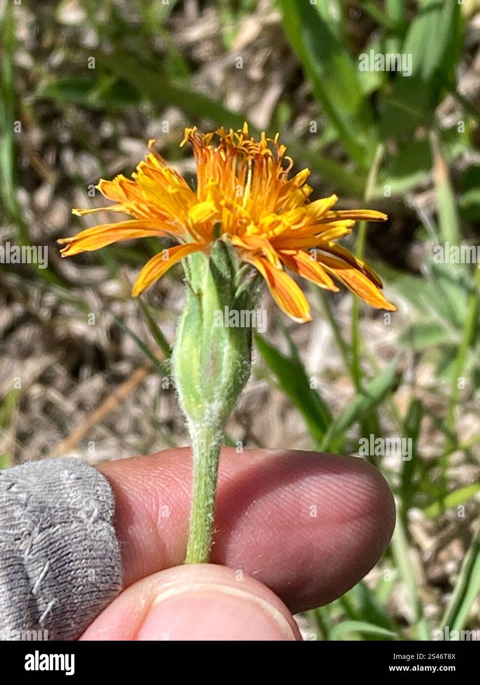 orange agoseris (Agoseris aurantiaca Stock Photo - Alamy