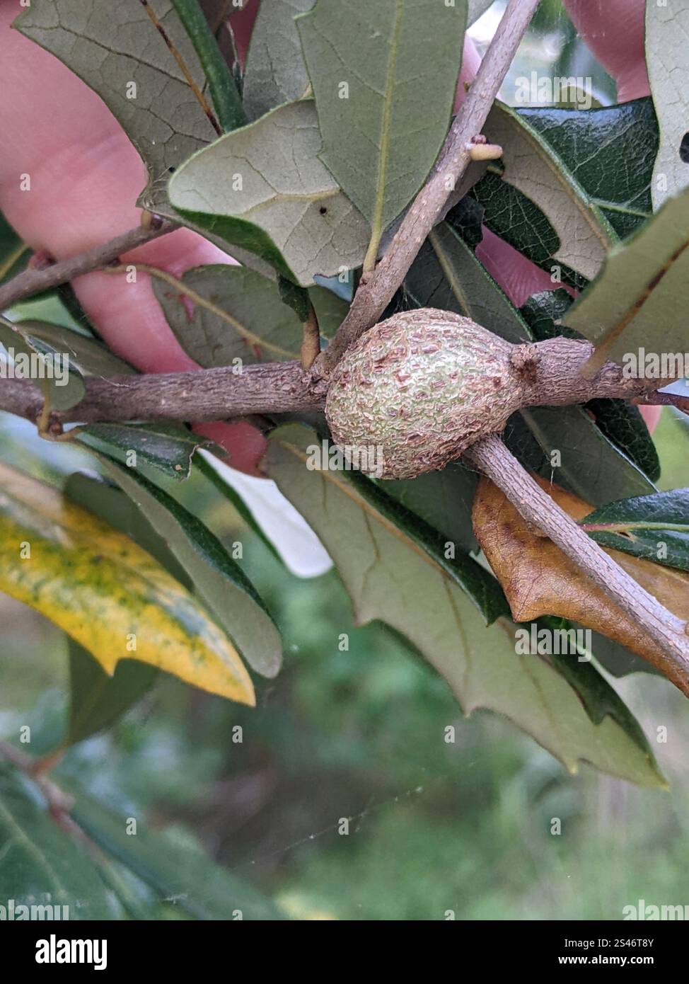 Southern Live Oak Stem Gall Wasp (Callirhytis quercusbatatoides Stock ...