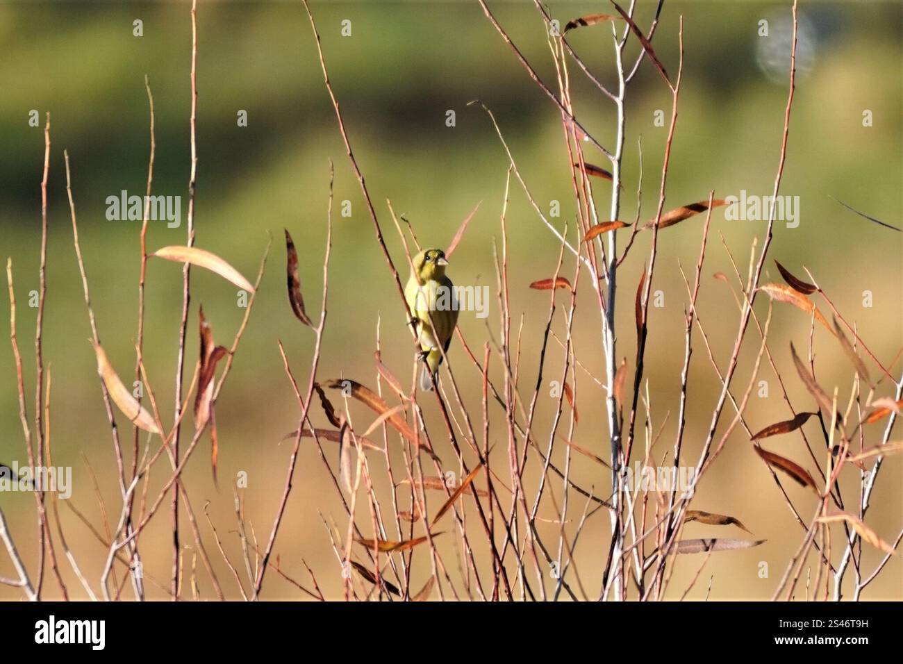 Lesser Goldfinch (Spinus psaltria Stock Photo - Alamy