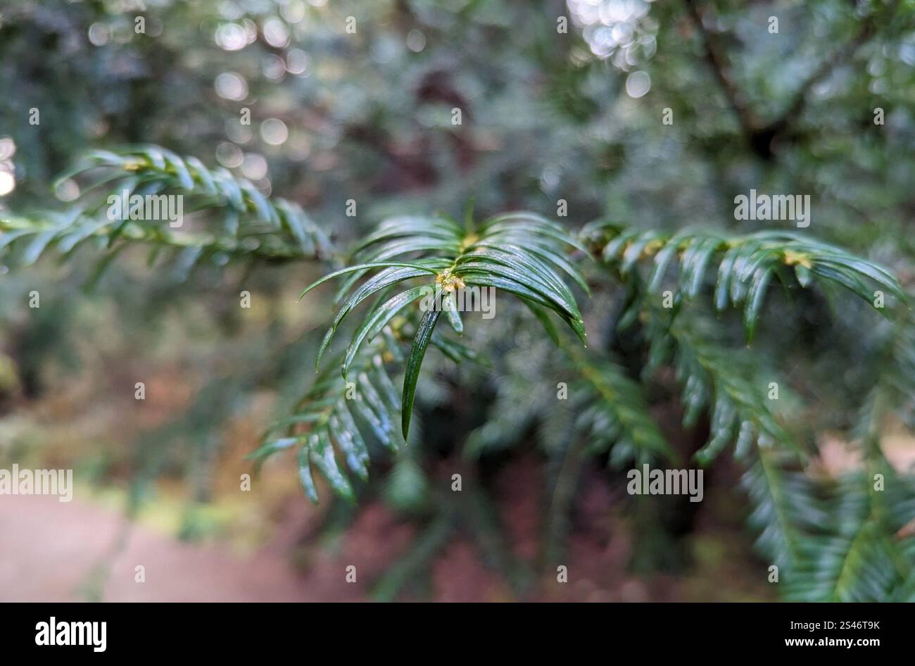 Pacific yew (Taxus brevifolia Stock Photo - Alamy