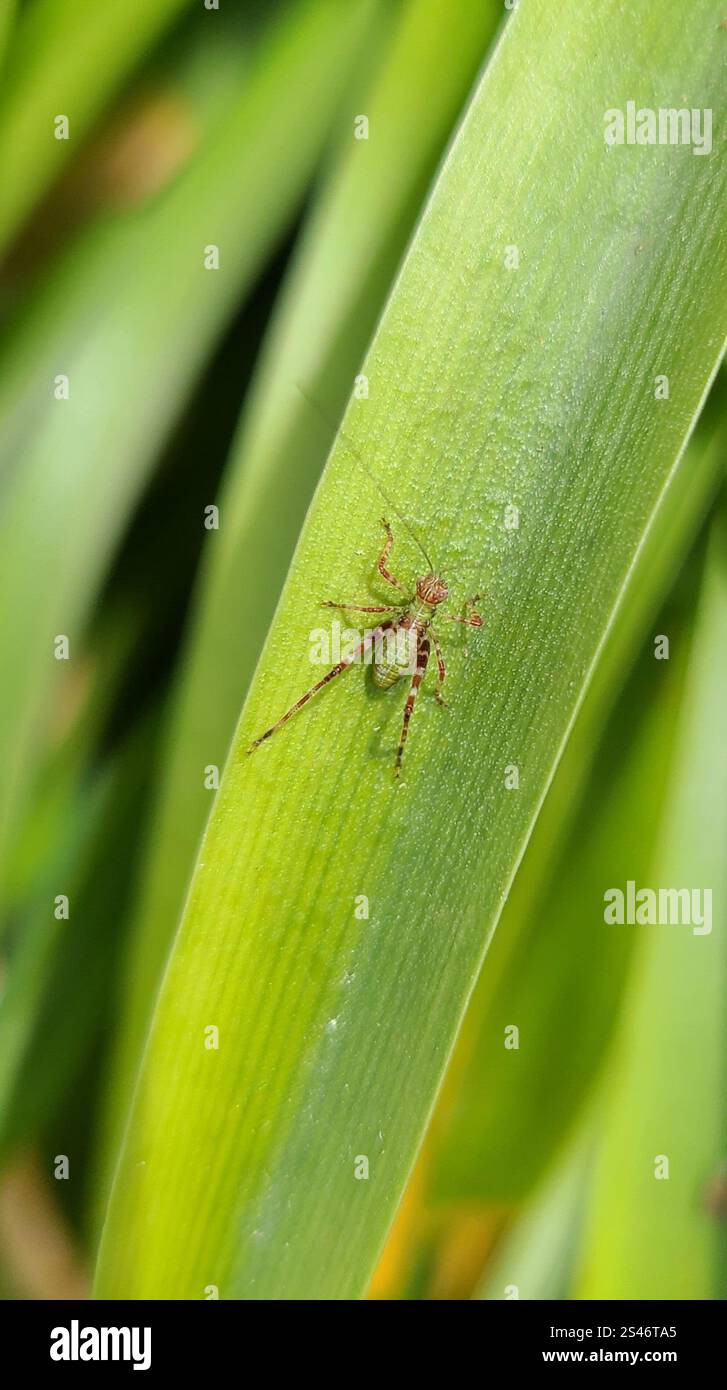 Australian Common Garden Katydid (Caedicia simplex Stock Photo - Alamy