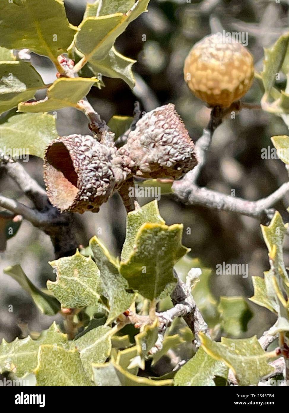 Muller's oak (Quercus cornelius-mulleri Stock Photo - Alamy