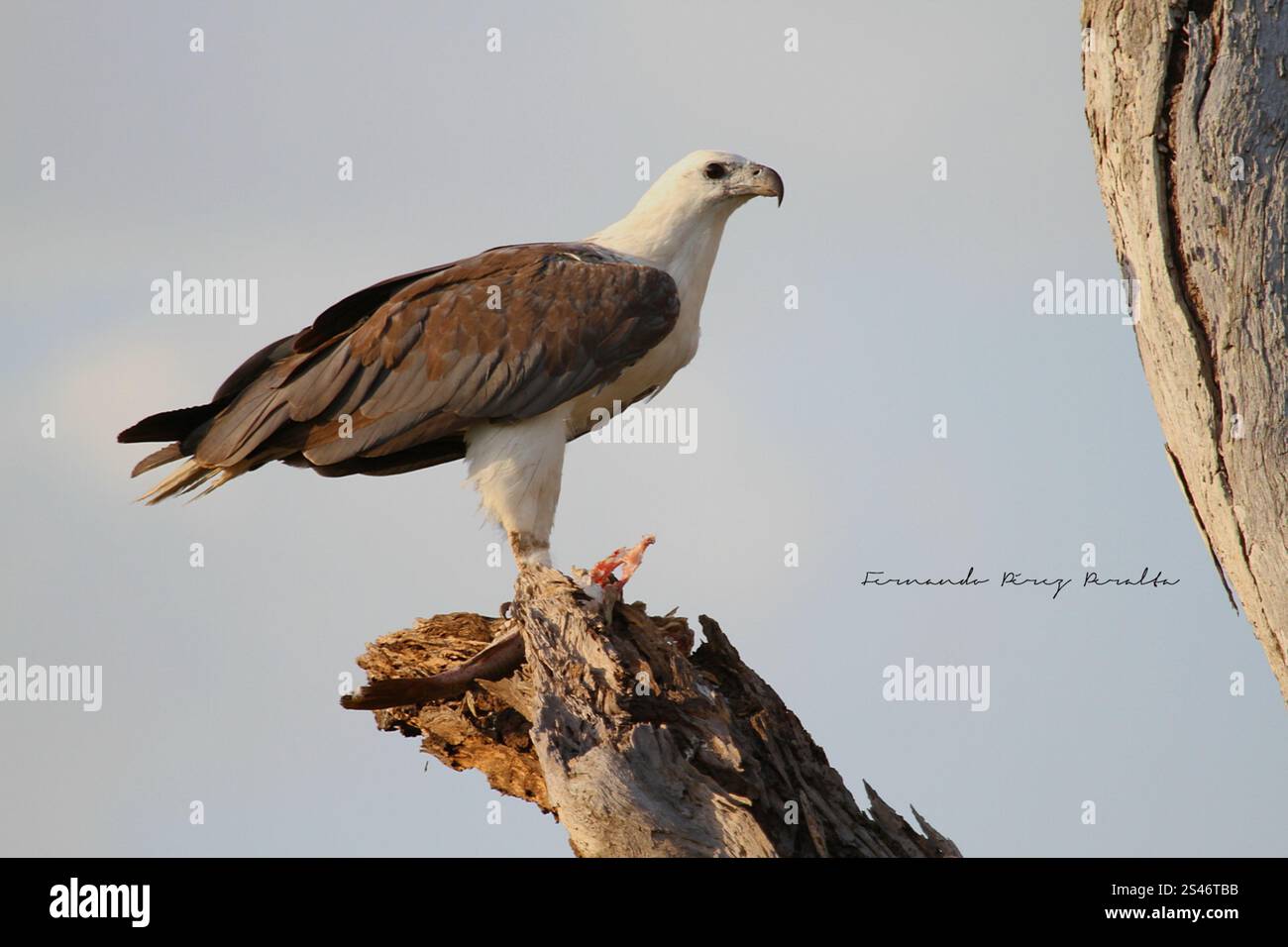 White-bellied Sea-Eagle (Icthyophaga leucogaster Stock Photo - Alamy