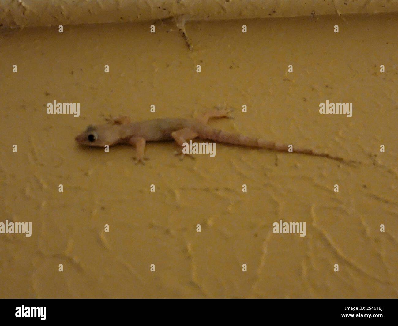 Tropical House Gecko (Hemidactylus mabouia Stock Photo - Alamy
