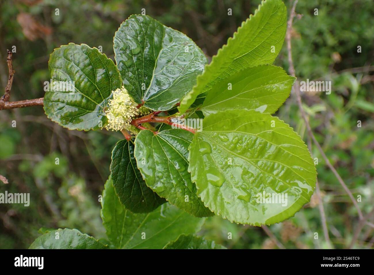 Roundleaf Wild-Mulberry (Trimeria grandifolia Stock Photo - Alamy