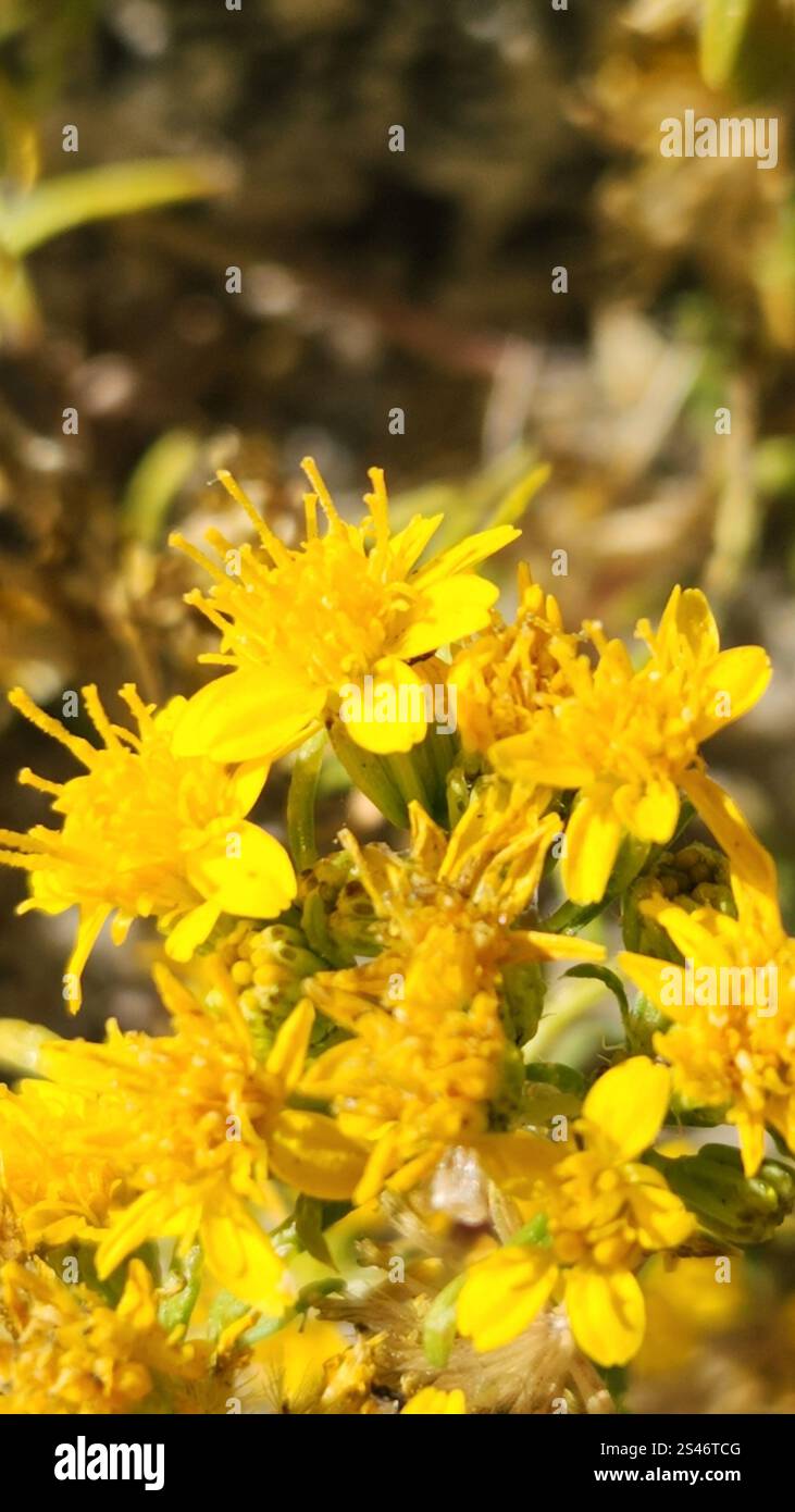 Chinchweed (Pectis papposa Stock Photo - Alamy