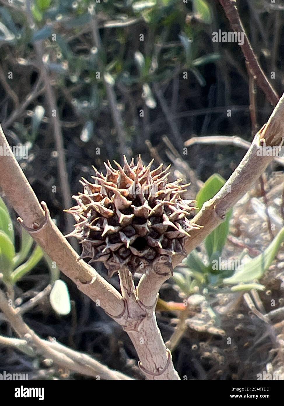 sea ox-eye (Borrichia frutescens Stock Photo - Alamy