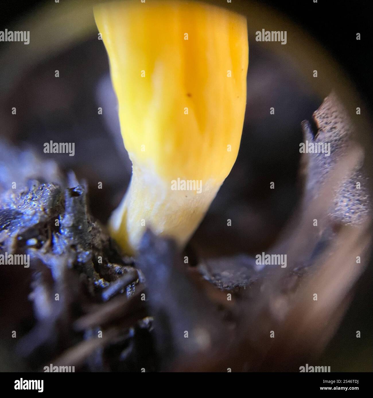 Irregular Earth Tongue (Neolecta irregularis Stock Photo - Alamy