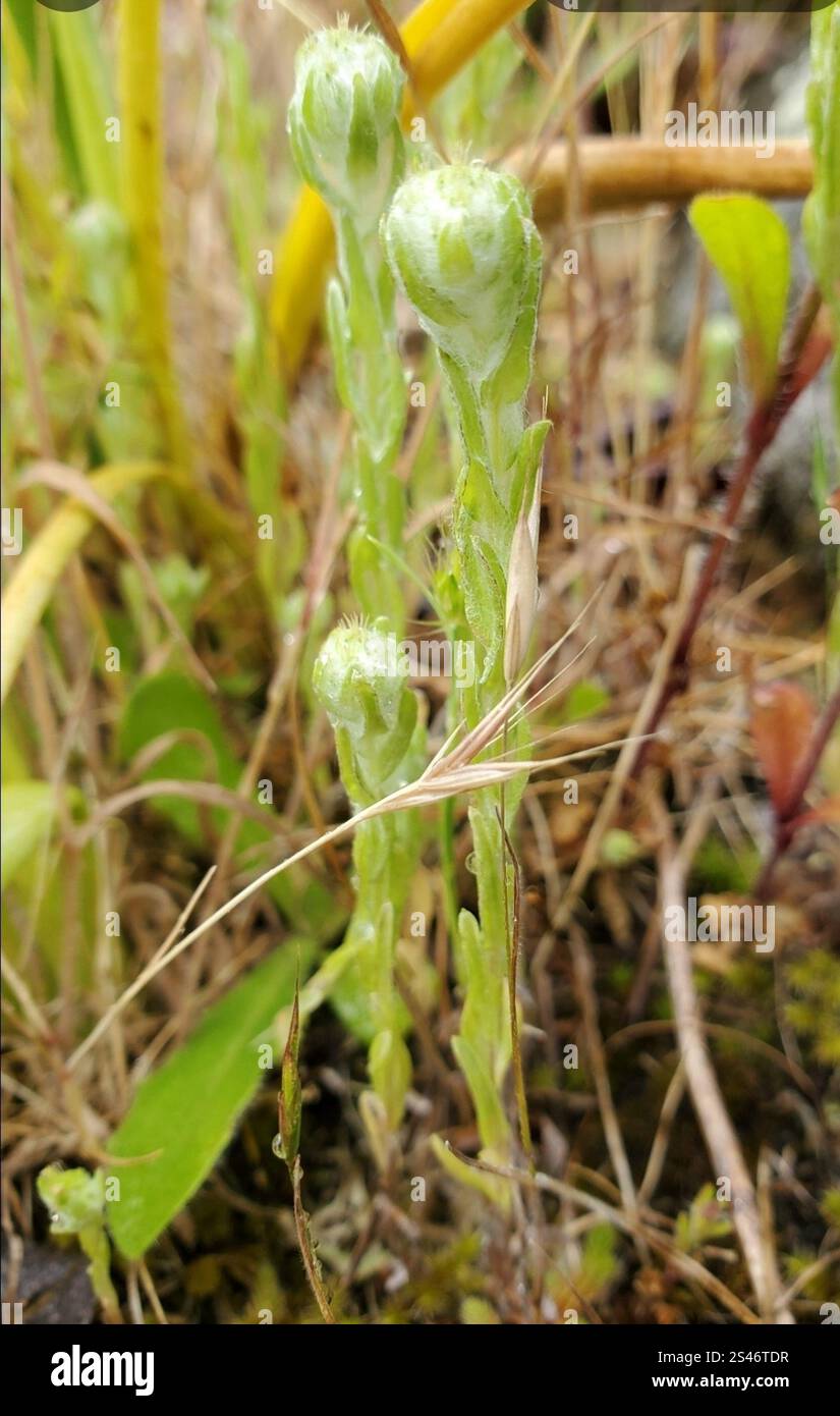 Common Cudweed (Filago germanica Stock Photo - Alamy