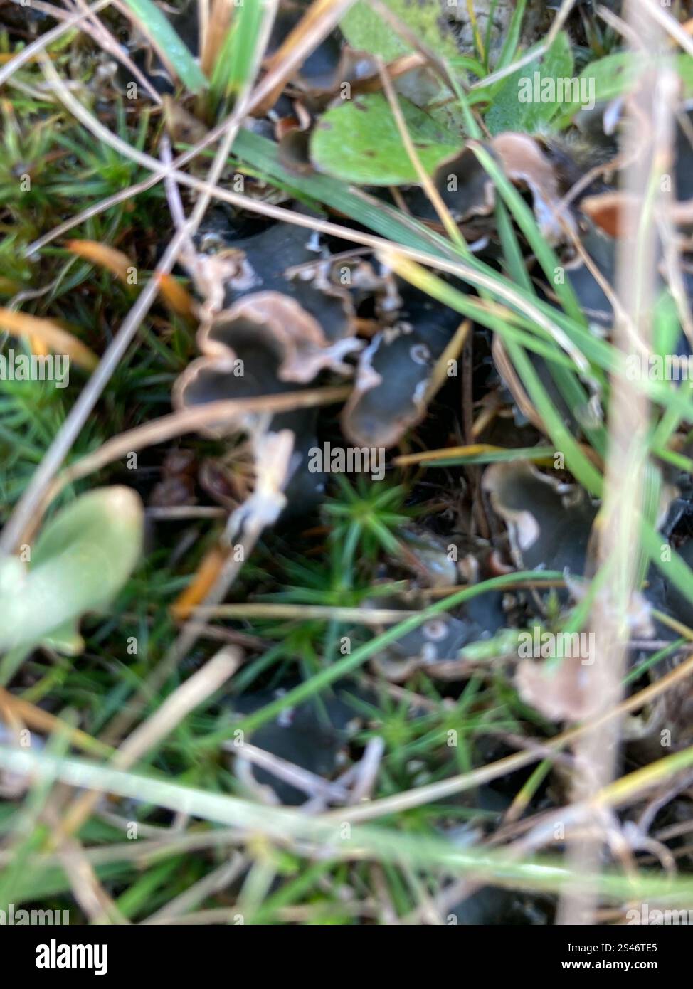 alternating dog lichen (Peltigera didactyla Stock Photo - Alamy